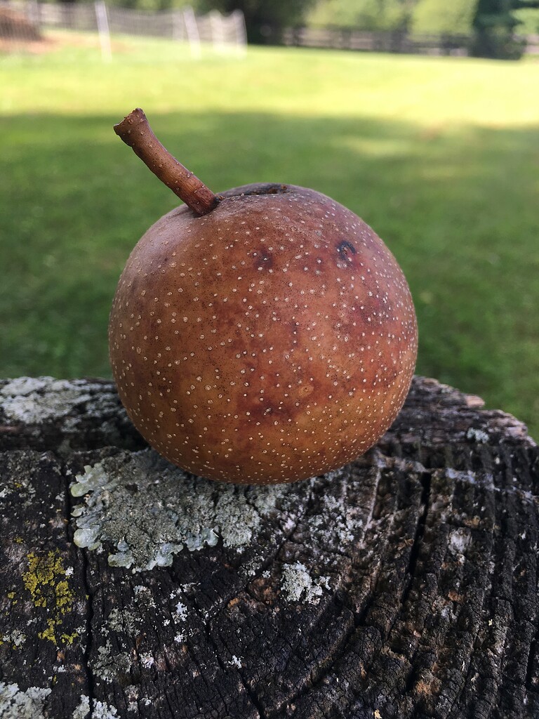 (Ayers)pear harvesting time - General Fruit Growing - Growing Fruit