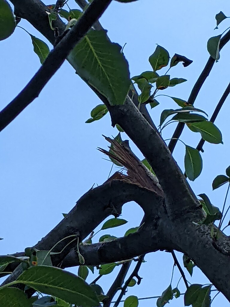 Pear tree branches broke! What do I do? - General Fruit Growing ...