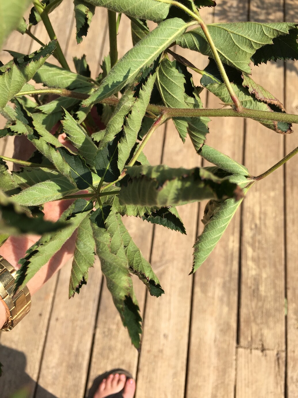 I need help with blackberry cane - General Fruit Growing - Growing Fruit