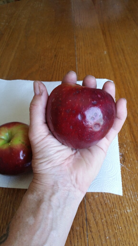 Very first apple harvest - General Fruit Growing - Growing Fruit