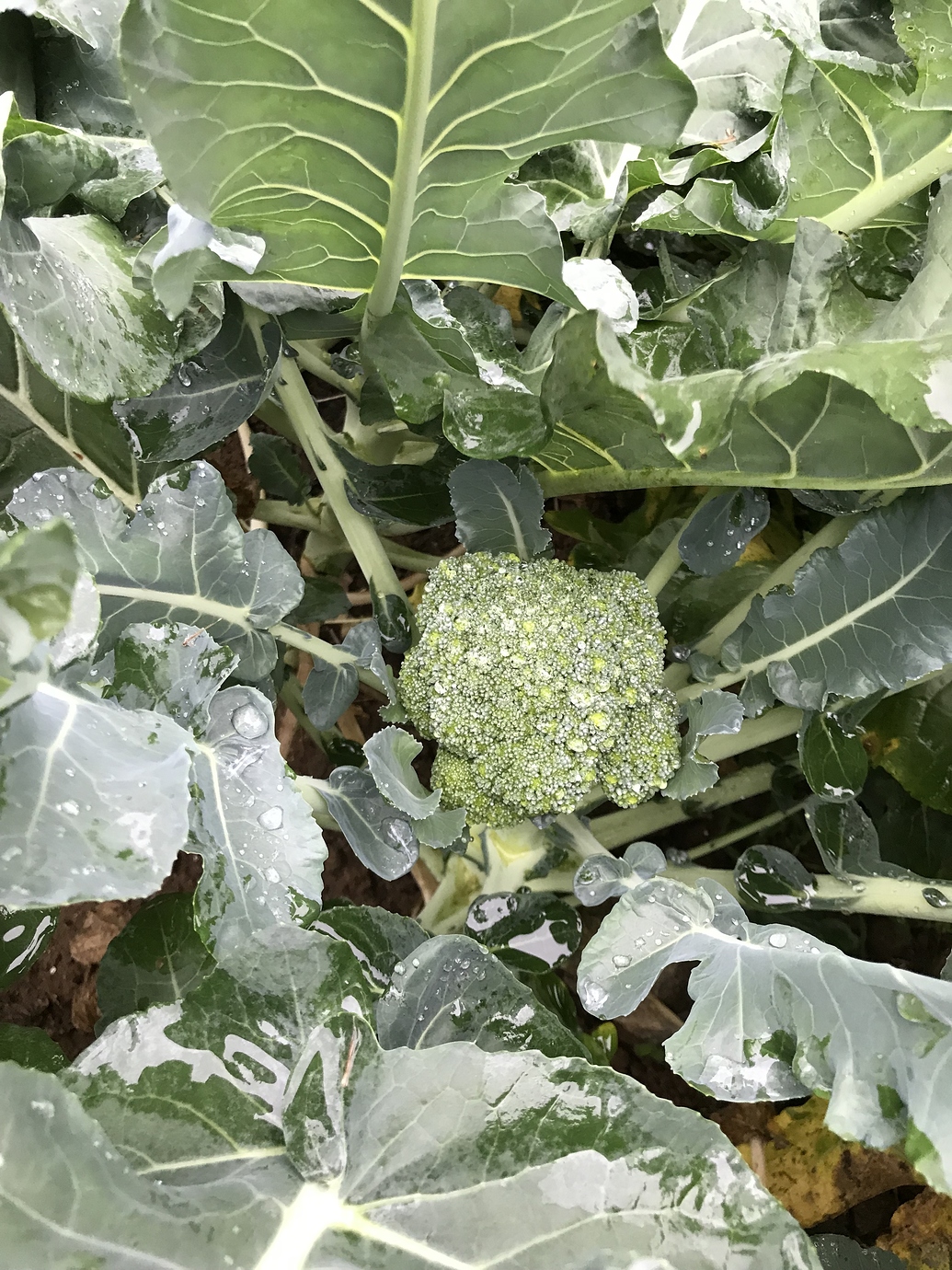 Fall broccoli - General Gardening - Growing Fruit