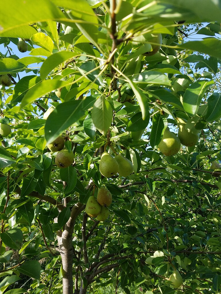 Karl's Favorite aka Ewart Pear - General Fruit Growing - Growing Fruit