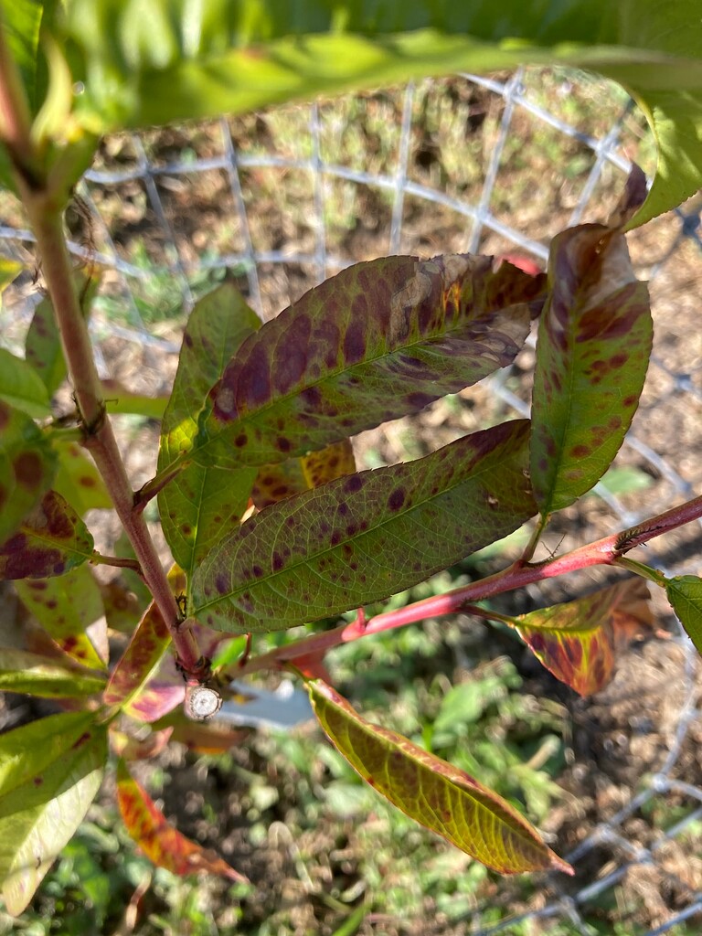 Spots on new Frost peach tree - General Fruit Growing - Growing Fruit