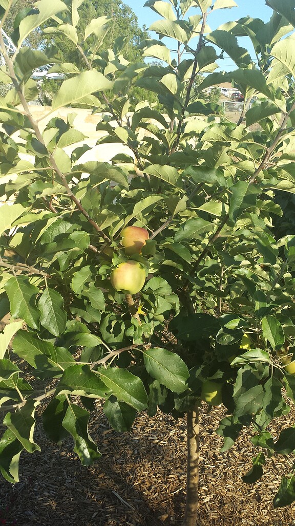 Sundowner Apple - General Fruit Growing - Growing Fruit