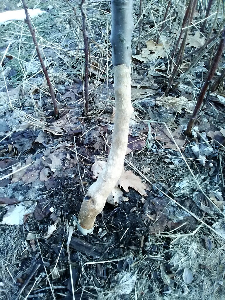Seeking advice on girdled tree - Page 3 - General Fruit Growing ...