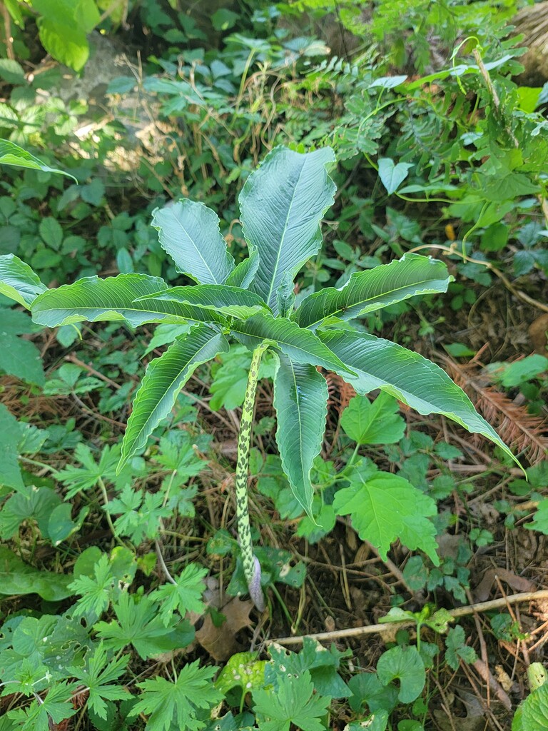 Amorphophallus Identification Help Needed - General Gardening - Growing ...