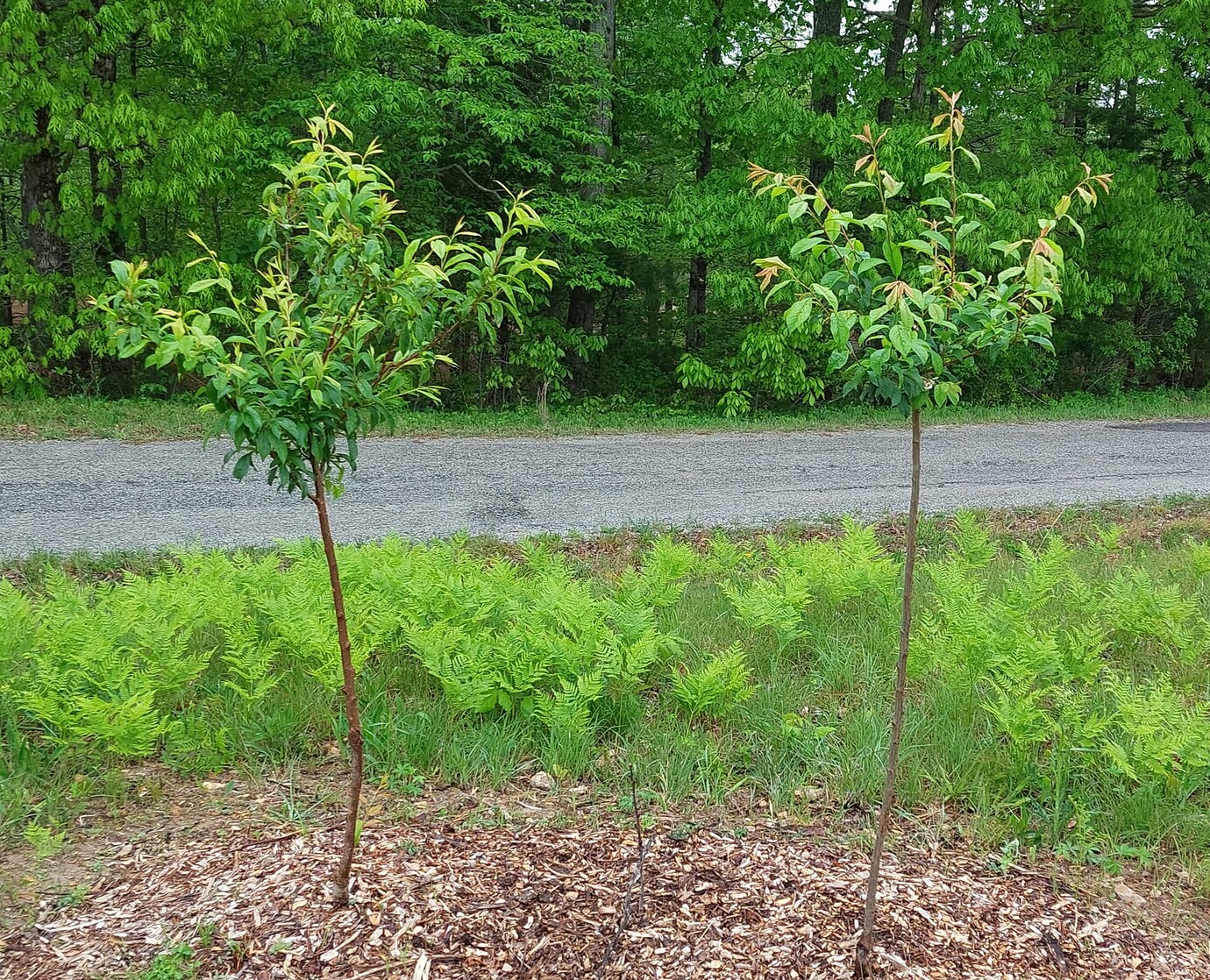 Grafting plums - General Fruit Growing - Growing Fruit