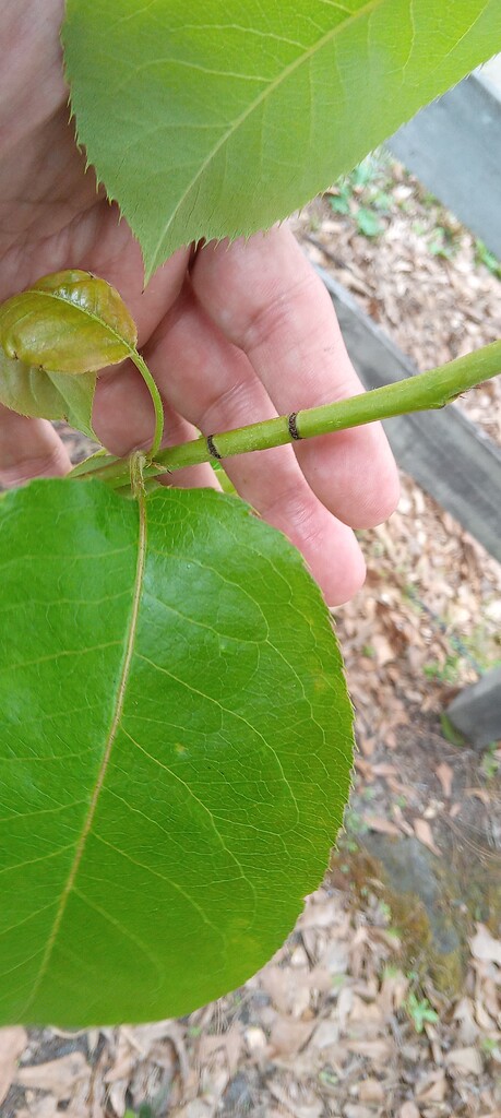 Help Identifying Pear Tree Damage - General Fruit Growing - Growing Fruit