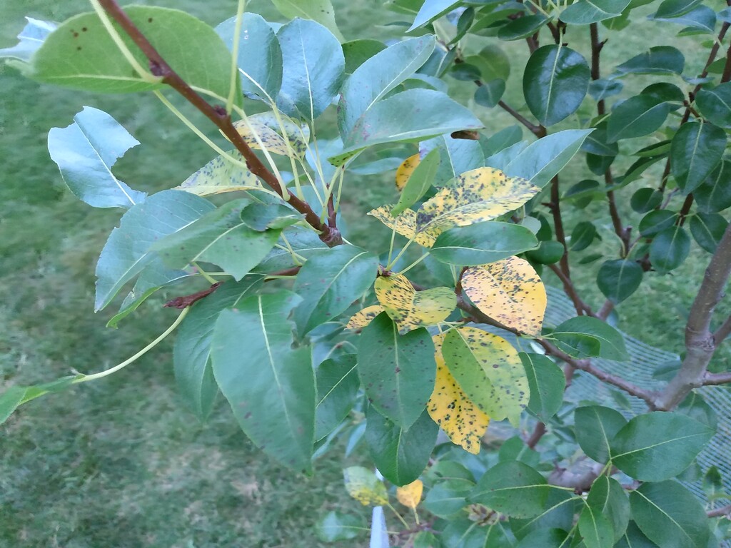 Pear Disease Identification Help - General Fruit Growing - Growing Fruit