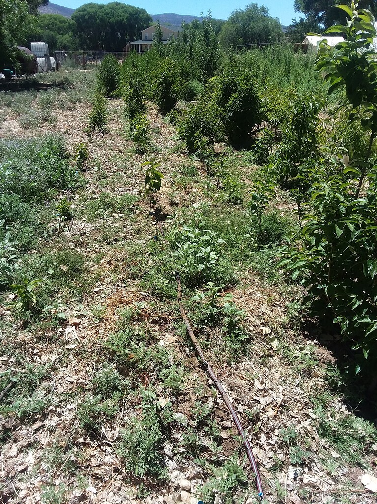 Grafted persimmon update - General Fruit Growing - Growing Fruit
