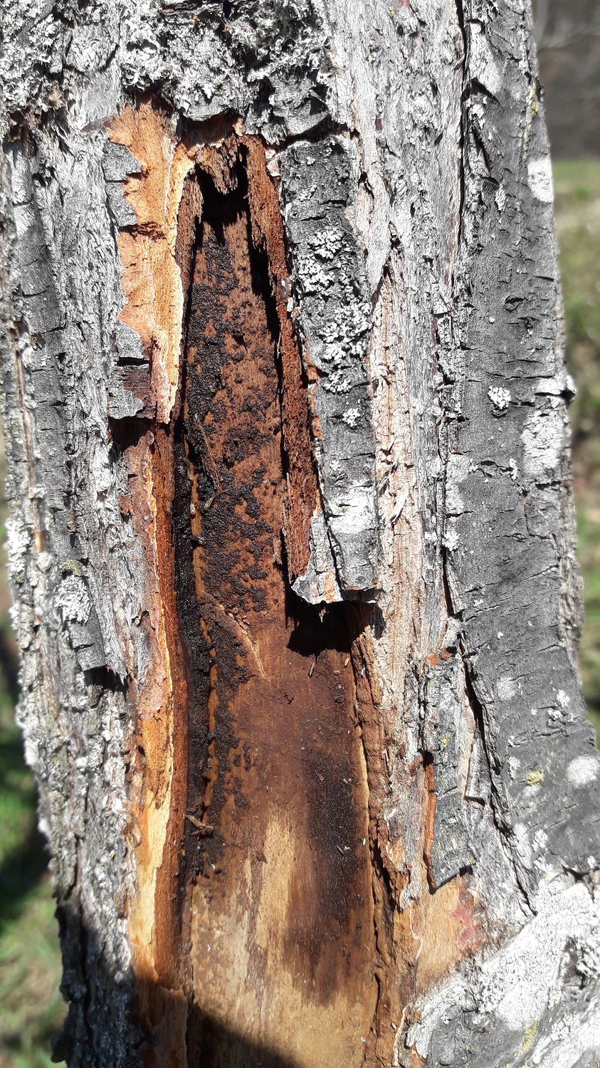 Damaged trunk on plum - General Fruit Growing - Growing Fruit
