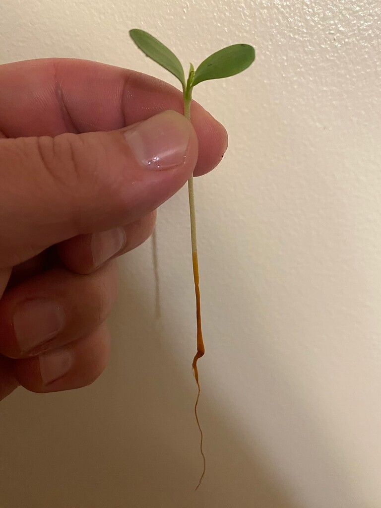 Apple seedling die back - General Fruit Growing - Growing Fruit