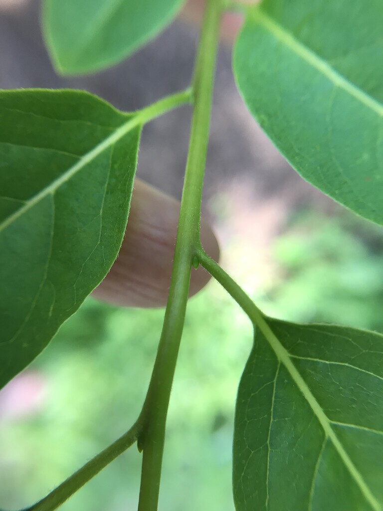 Persimmon distinguishing leaf/petiole characteristics - General Fruit ...