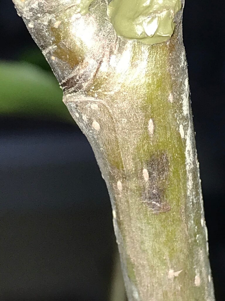 Fireblight ID on Asian Pear - General Fruit Growing - Growing Fruit