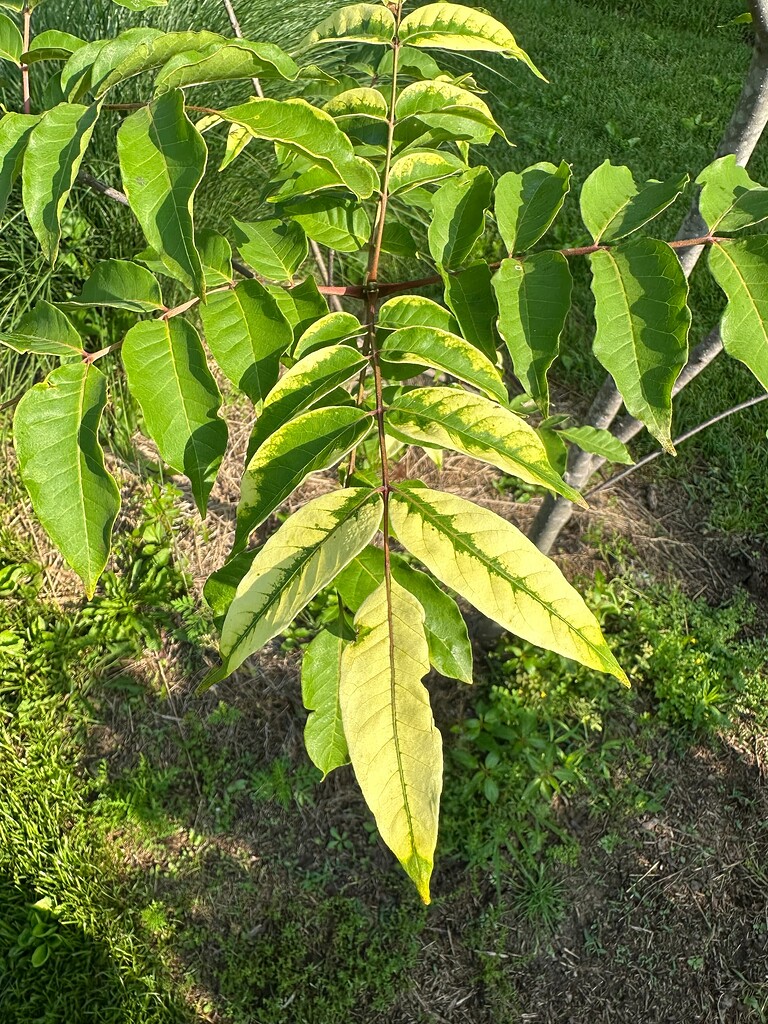 Evodia Bee Bee tree - General Gardening - Growing Fruit