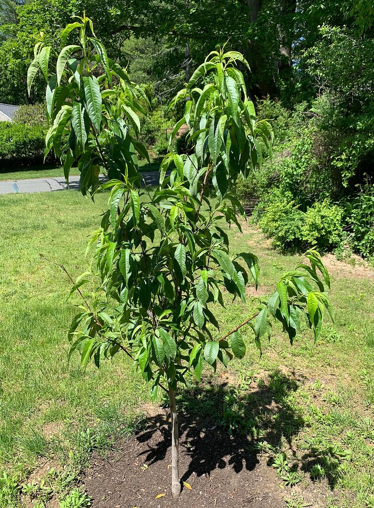 Young peach tree dropped all buds - General Fruit Growing - Growing Fruit