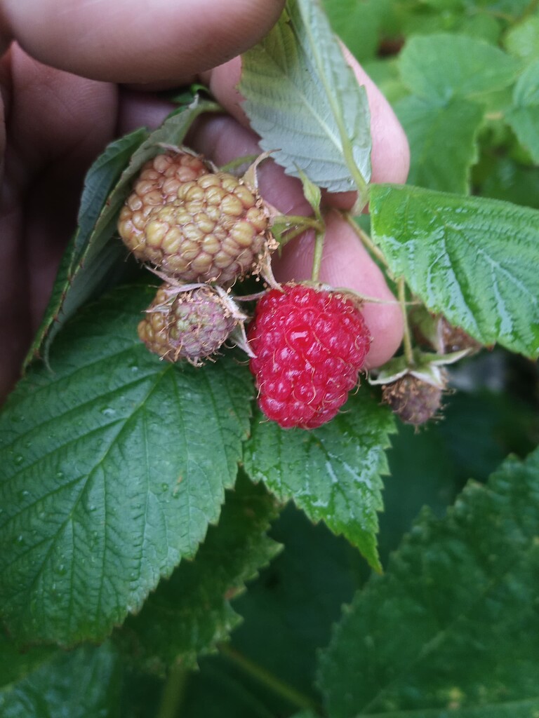 Volunteer raspberry - General Fruit Growing - Growing Fruit