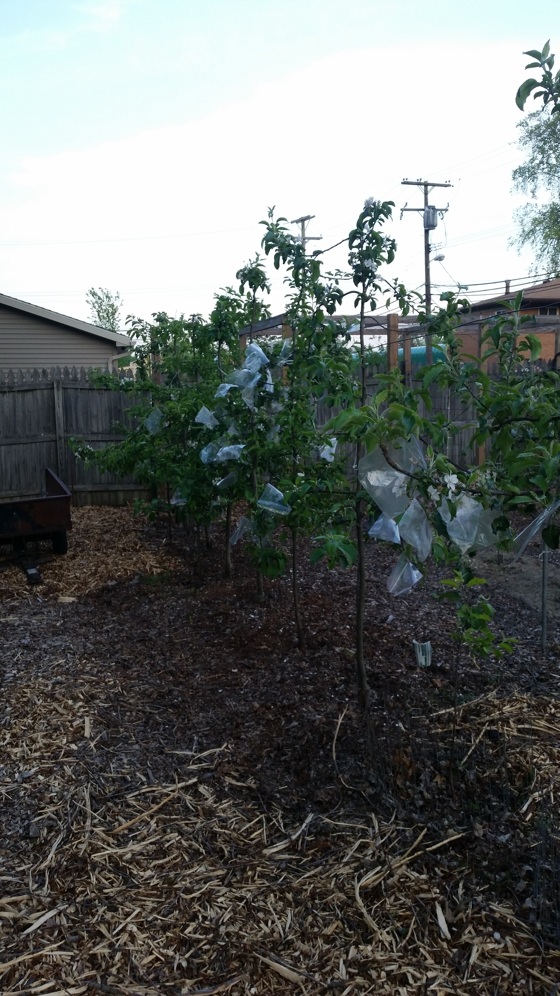 Bagging fruits on the tree, for insect and disease protection - General ...