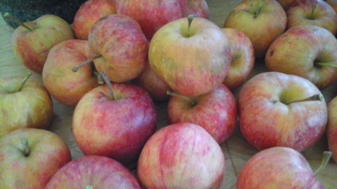 Chestnut crabapple - General Fruit Growing - Growing Fruit