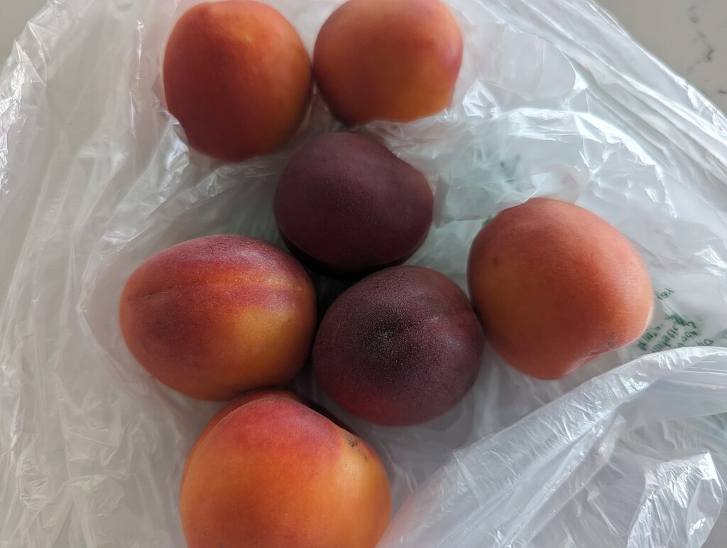 Raspberry apricot - General Fruit Growing - Growing Fruit