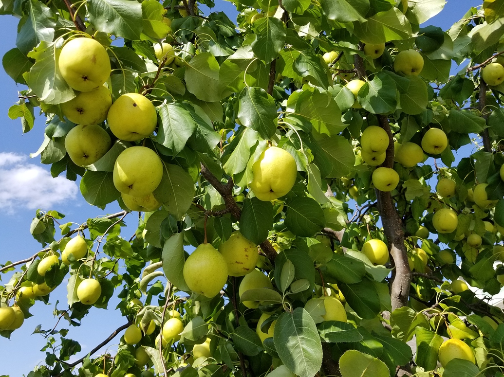 Ya Li aka yali pear - General Fruit Growing - Growing Fruit