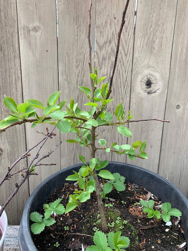 Xinjiang Fragrant Pears from Seed - General Gardening - Growing Fruit