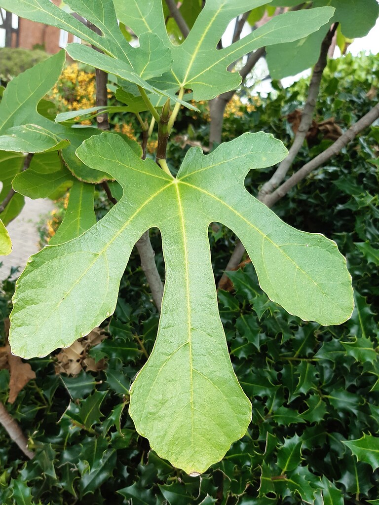 Fig ID help - General Fruit Growing - Growing Fruit