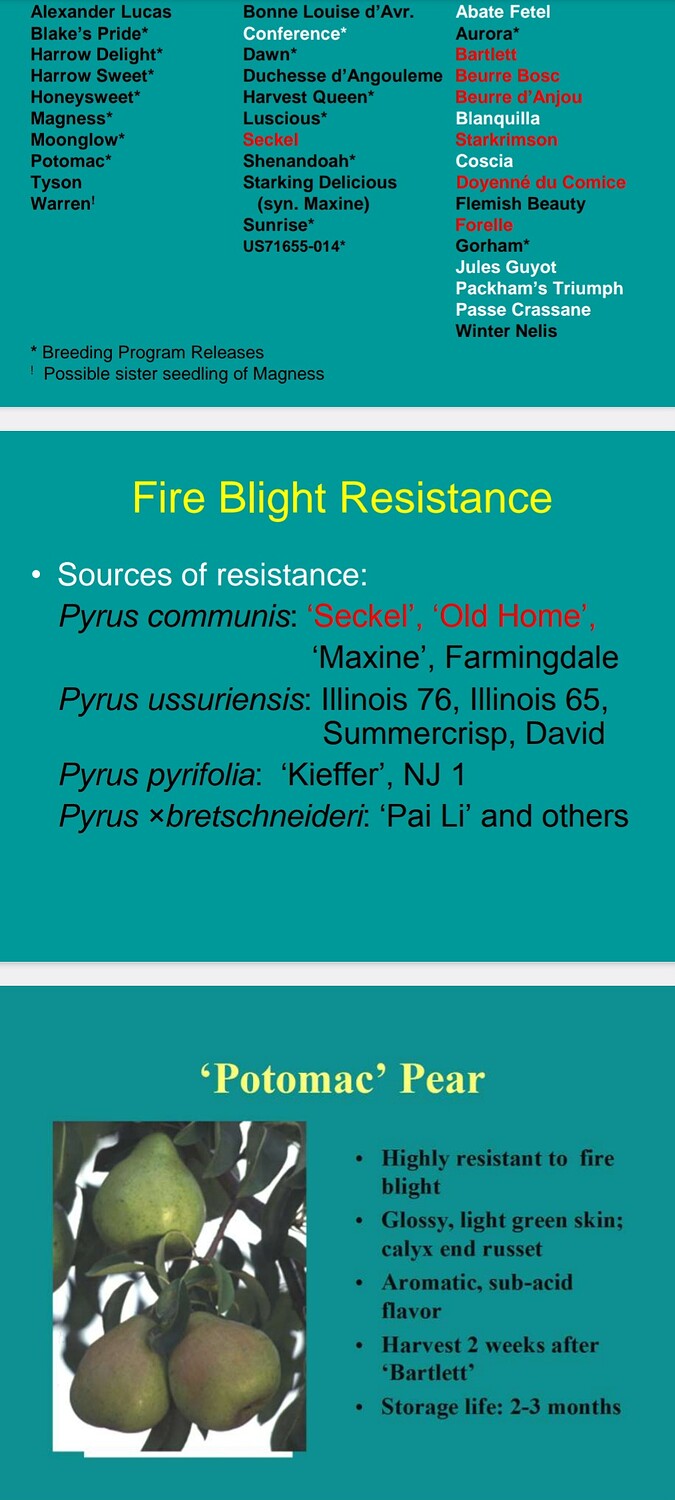 Bell Pear aka US84909-391 - General Fruit Growing - Growing Fruit