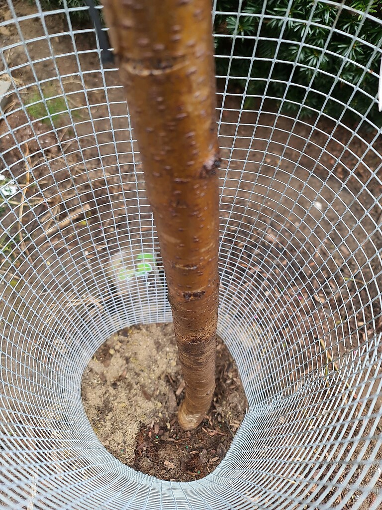 Possible for tree to not have a graft scar? - General Fruit Growing ...