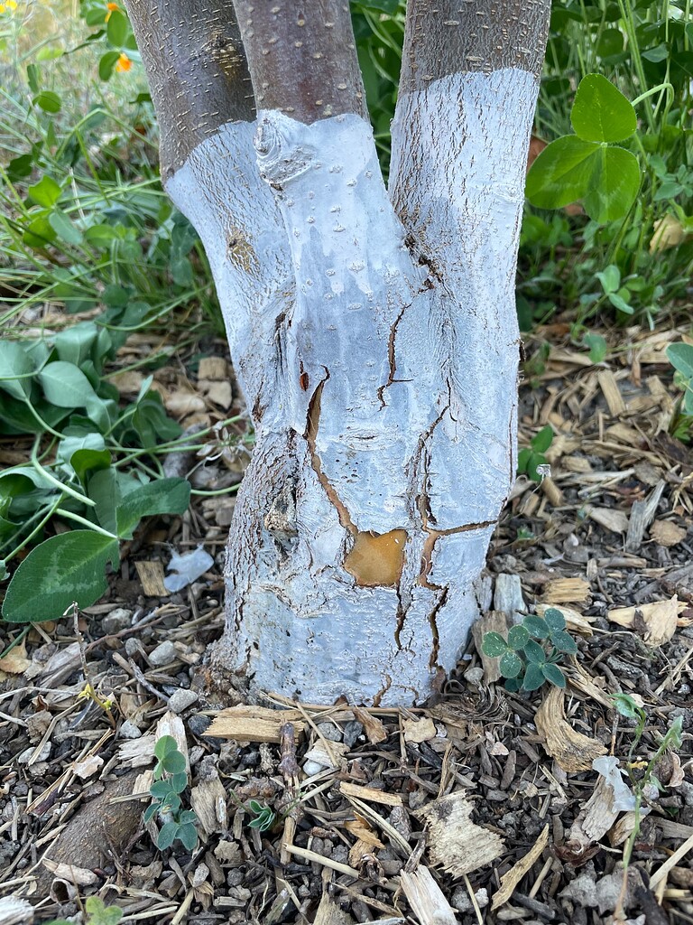 Apple bark cracking? - General Fruit Growing - Growing Fruit