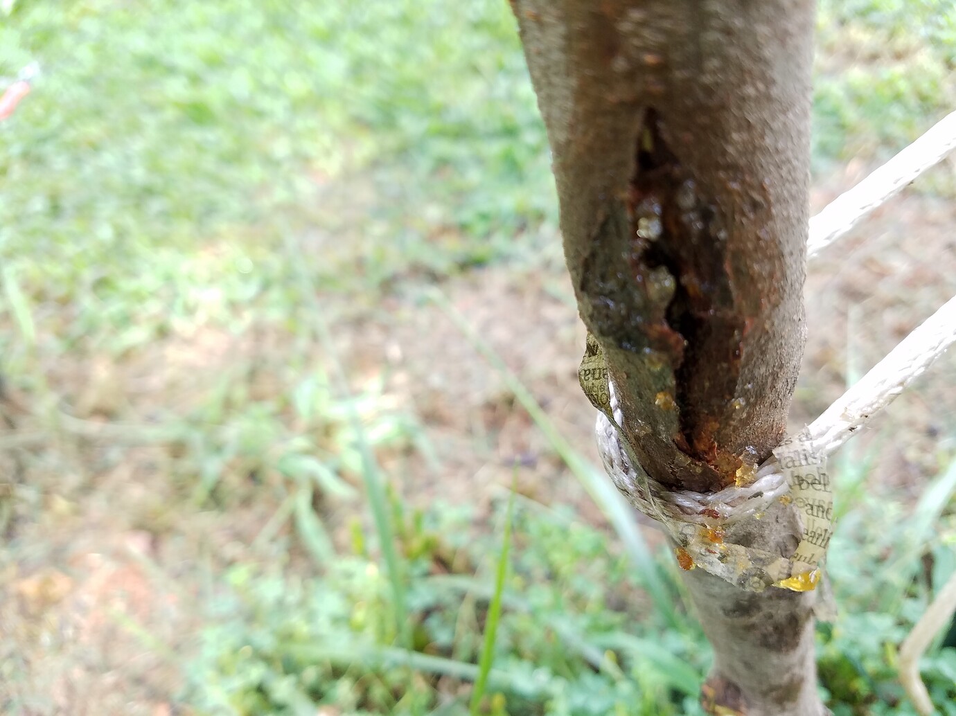 Peach Tree disease? - General Fruit Growing - Growing Fruit