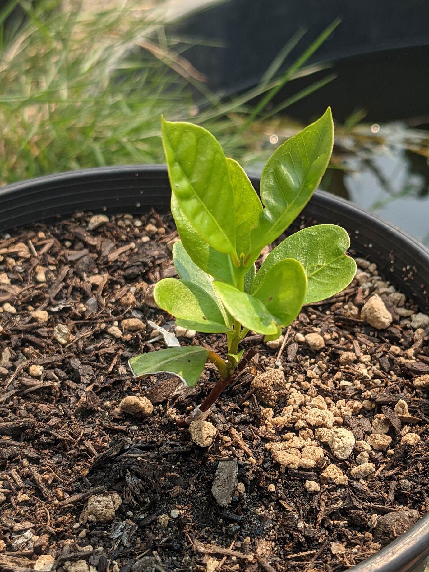 Psidium longipetiolatum (mountain cherry guava) - General Fruit Growing ...