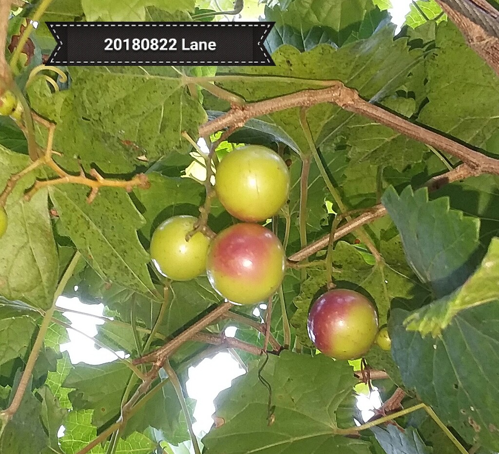 What variety muscadine is your first to ripen 2018 - General Fruit ...