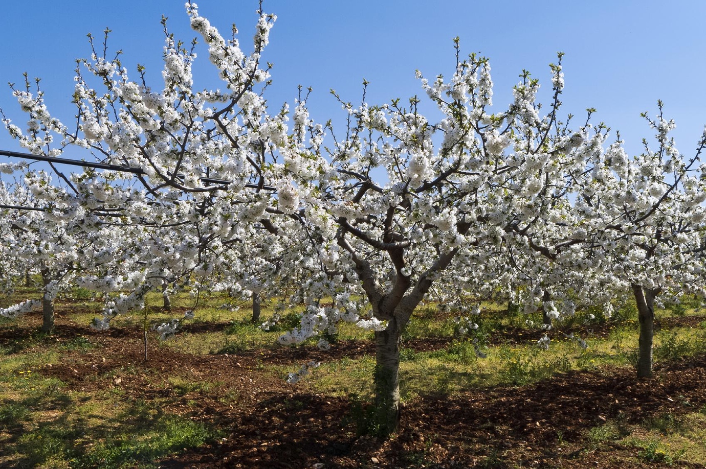 Share photos of your dream orchard or just examples of beautiful and ...