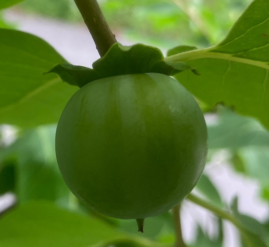 How dependable is American Persimmon in zone 5 - General Fruit Growing ...