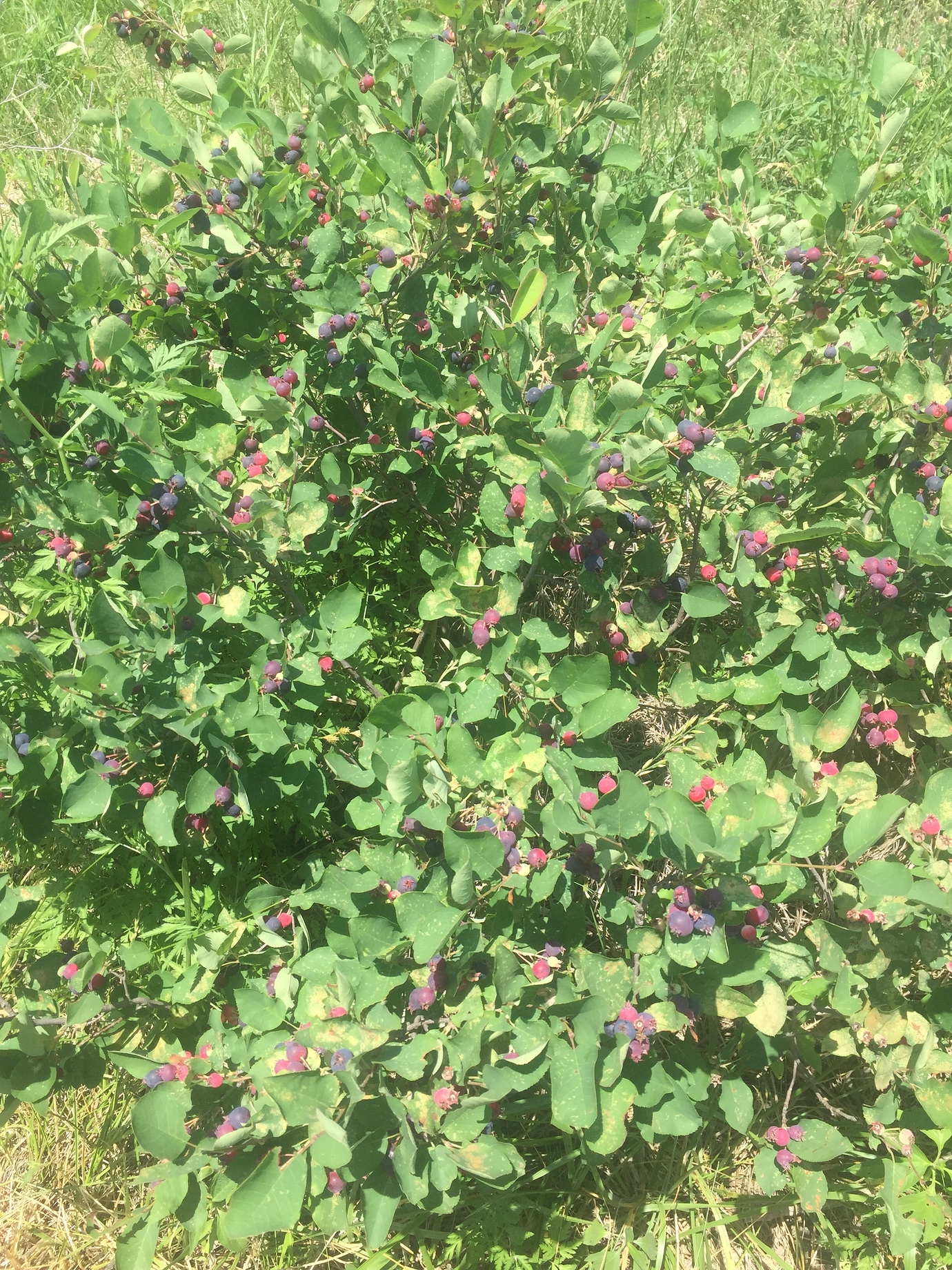 Juneberries! - General Fruit Growing - Growing Fruit