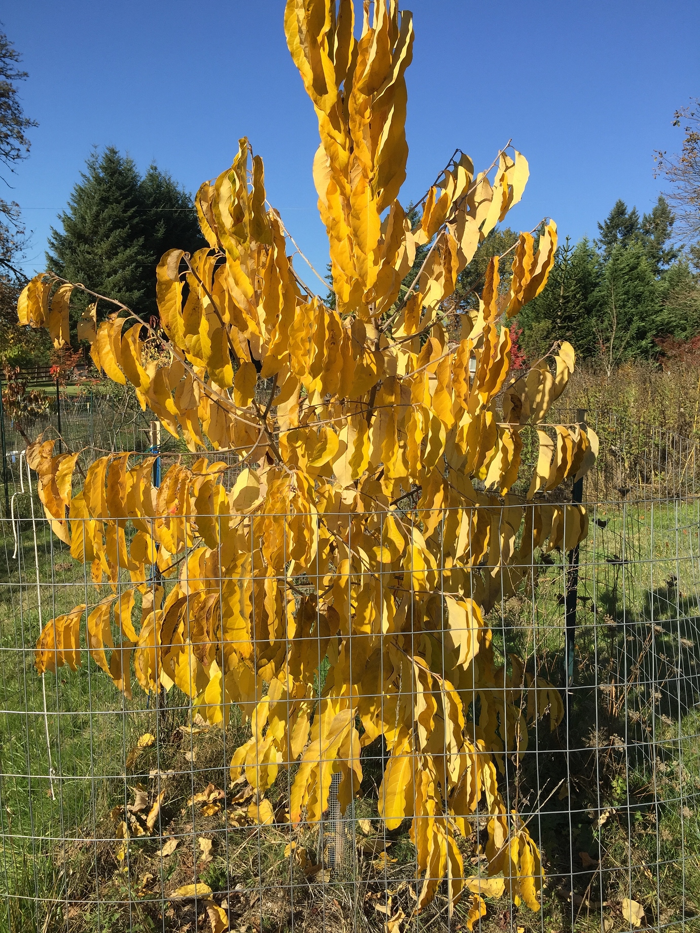 Persimmon Fall Color - General Fruit Growing - Growing Fruit