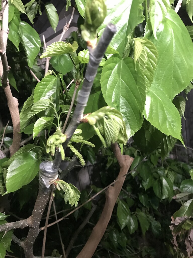 Australian Green Mulberry - General Fruit Growing - Growing Fruit