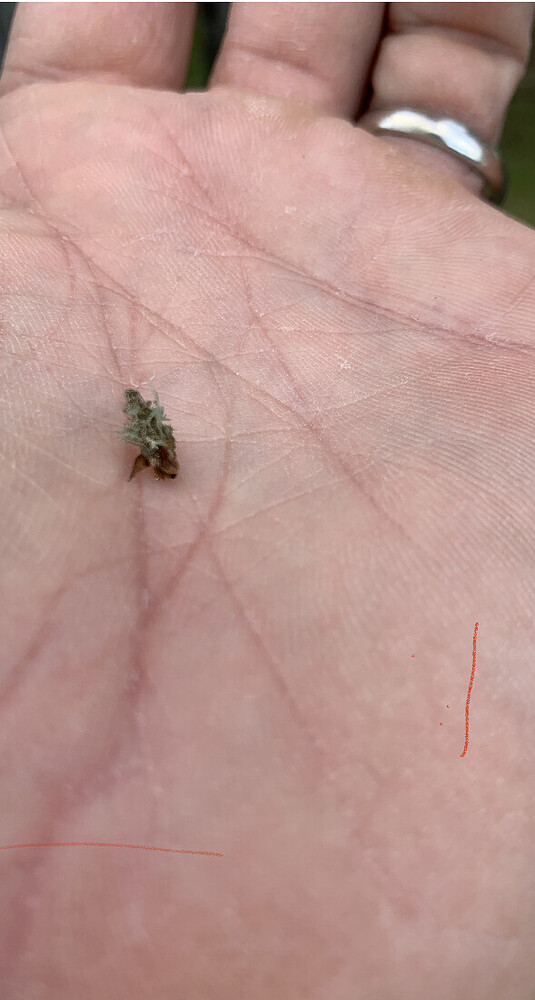 Bag worms eating my blackberry leaves - General Fruit Growing - Growing ...
