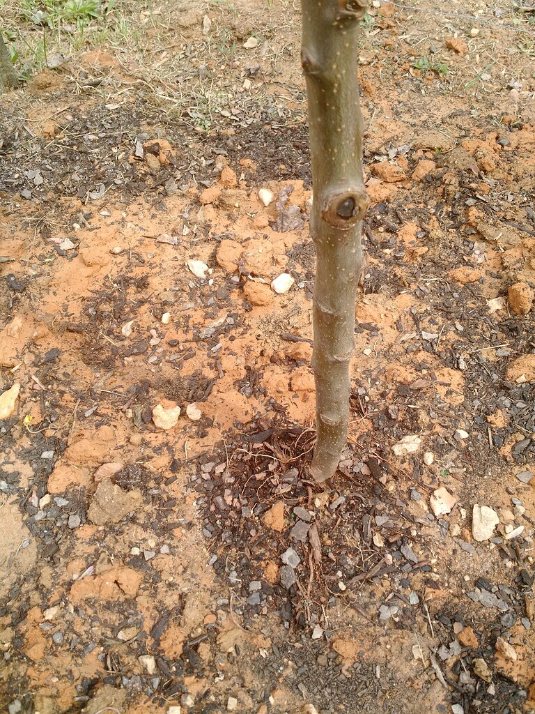 Graft Union on Apple Tree - General Fruit Growing - Growing Fruit