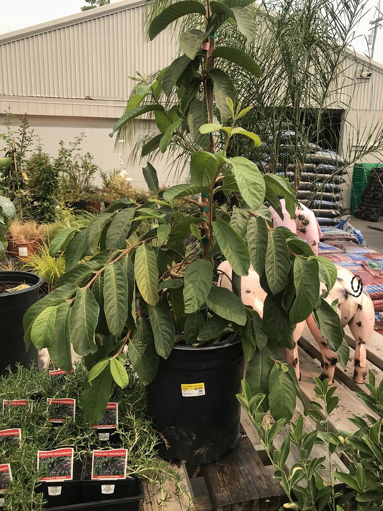 New citrus cultivar! - General Gardening - Growing Fruit