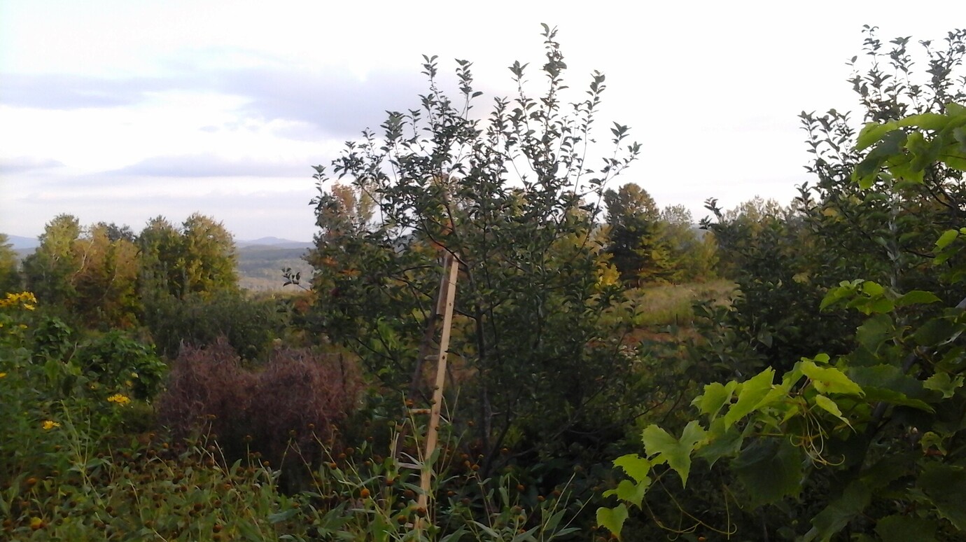 Blue Pearmain apple - General Fruit Growing - Growing Fruit