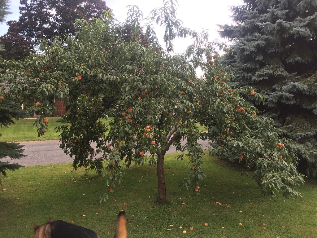 Peach rootstock for NY - General Fruit Growing - Growing Fruit