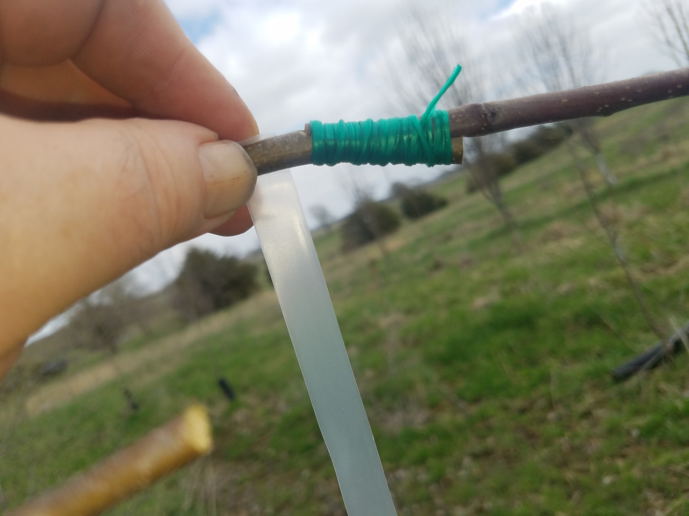 Joey's red flesh pear -Top worked a harrow delight - General Fruit ...