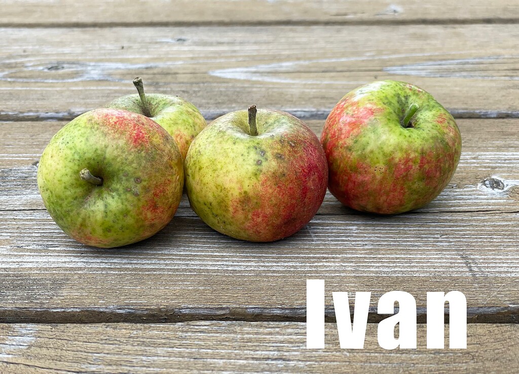 Ivan Apple - General Fruit Growing - Growing Fruit