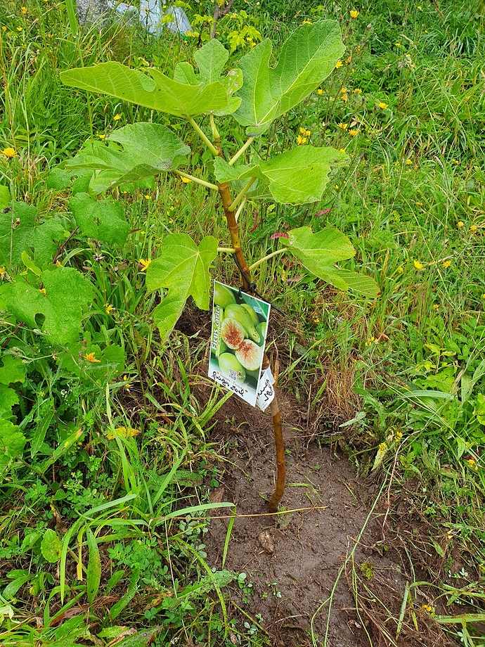 Figs, figs, everywhere! - Pictures! - Growing Fruit