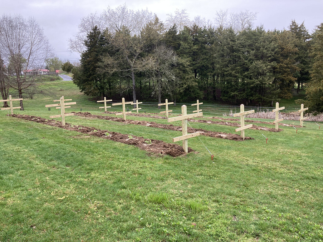 Black Raspberry Trellis - General Fruit Growing - Growing Fruit