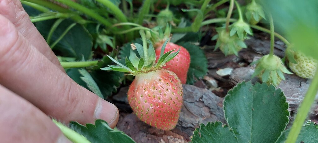 Your first ripe fruit of 2024 - General Fruit Growing - Growing Fruit