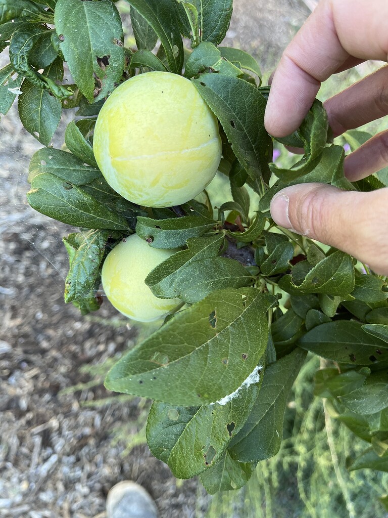 Flavor Supreme? - General Fruit Growing - Growing Fruit