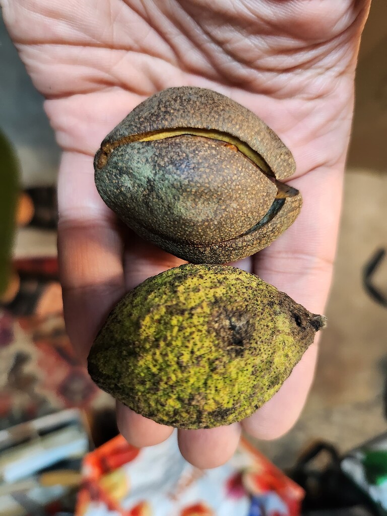 Nut identification help - General Fruit Growing - Growing Fruit